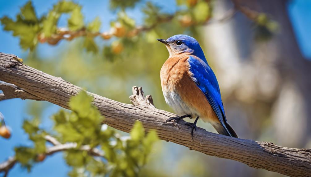 Top 15 Types Of Blue Birds In Northern California (With Pictures) - Fly ...