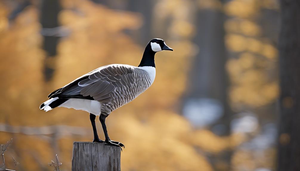 Top 15 Types Of Canadian Birds (With Pictures) - Fly Aviary