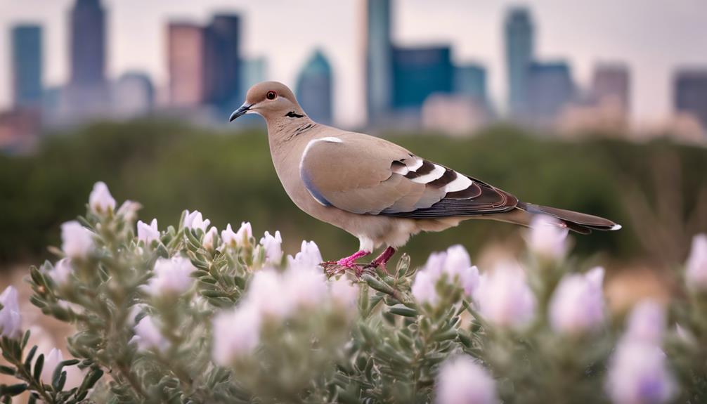 Top 15 Types Of Birds In Houston (With Pictures) - Fly Aviary