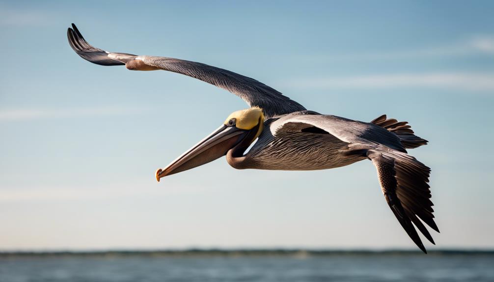 Top 15 Types Of Sea Birds In Delaware (With Pictures) - Fly Aviary