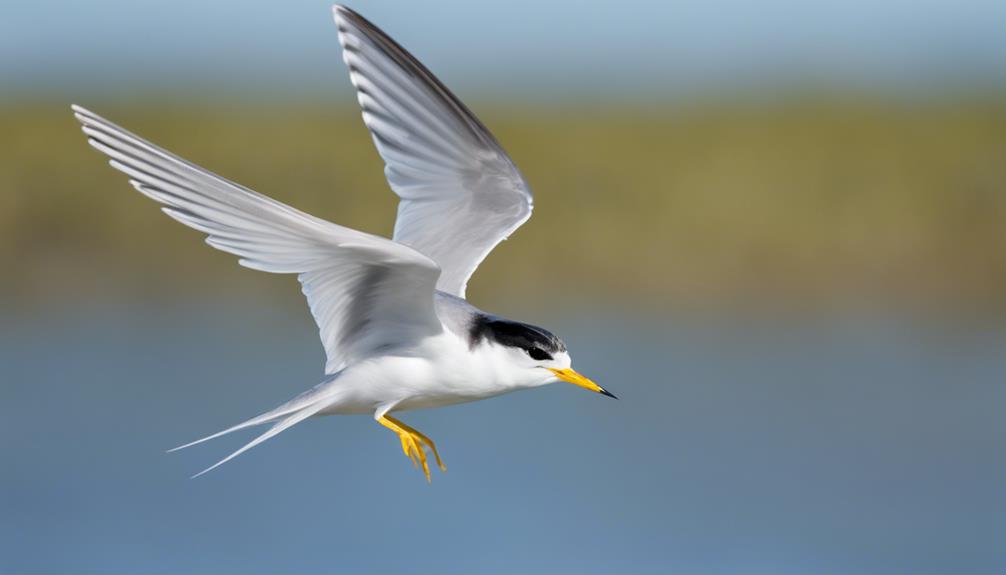 Top 15 Types Of Marsh Birds (With Pictures) - Fly Aviary