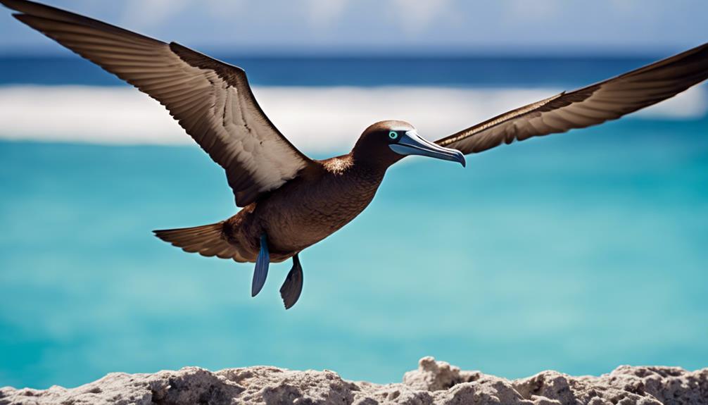 Top 15 Types Of Birds In Fiji (With Pictures) - Fly Aviary