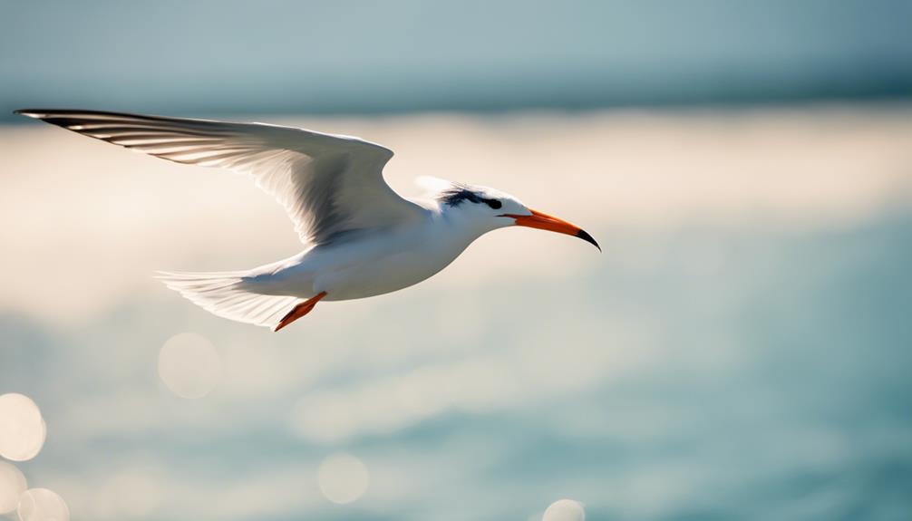 Top 15 Types Of Birds In Key West (With Pictures) - Fly Aviary