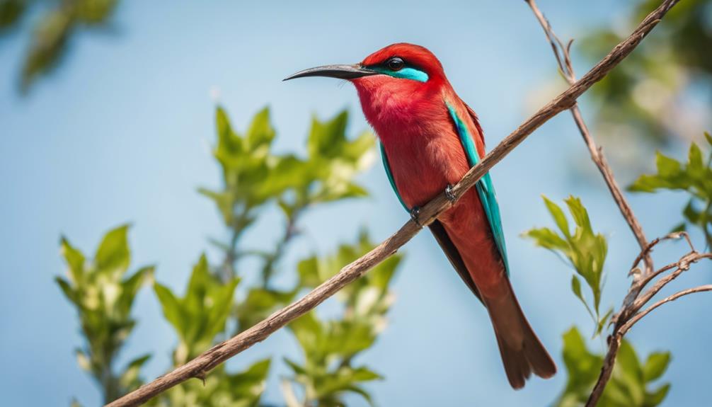 Top 15 Types Of Birds In South Africa (With Pictures) - Fly Aviary