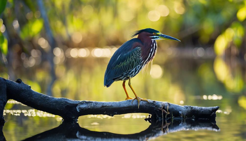 Top 15 Types Of Birds In Everglades (With Pictures) - Fly Aviary