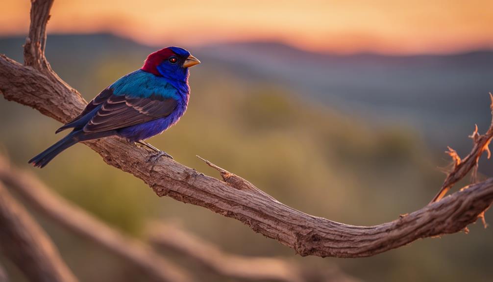 Top 15 Types Of Blue Birds In Texas (With Pictures) - Fly Aviary