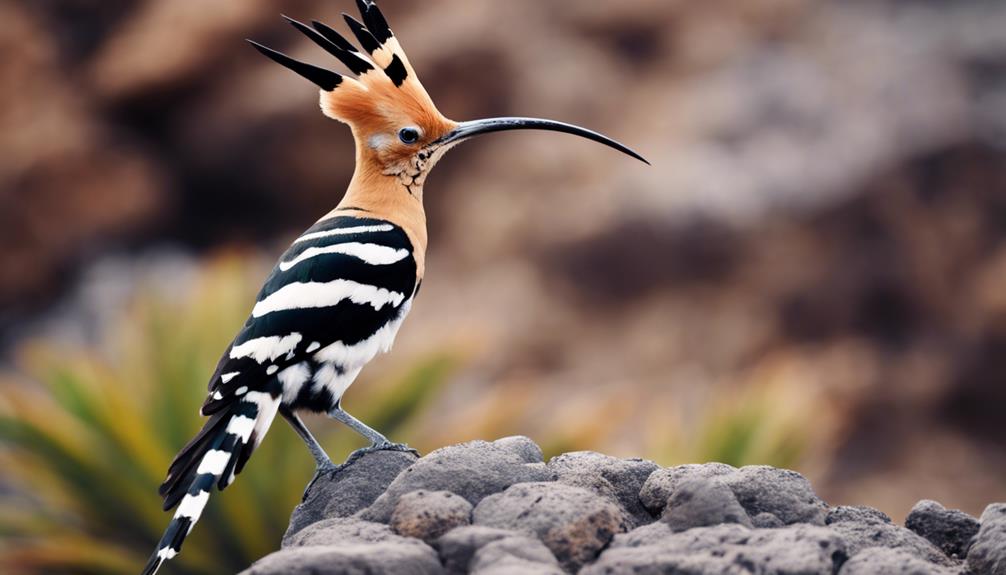 Top 15 Types Of Birds In Lanzarote (With Pictures) - Fly Aviary