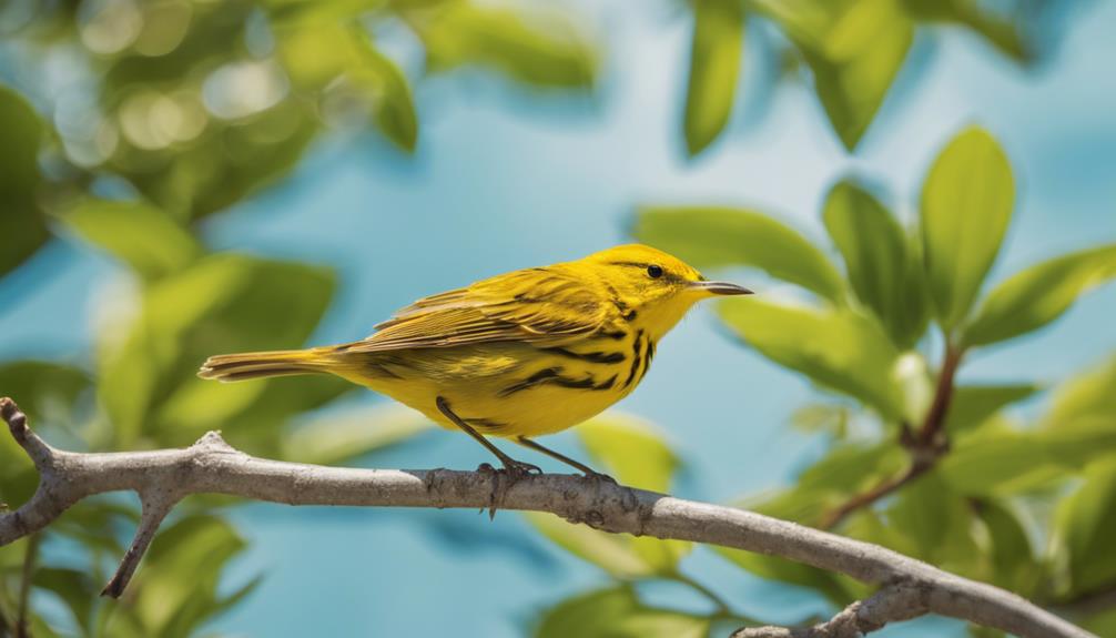 Top 15 Types Of Birds In Key West (With Pictures) - Fly Aviary