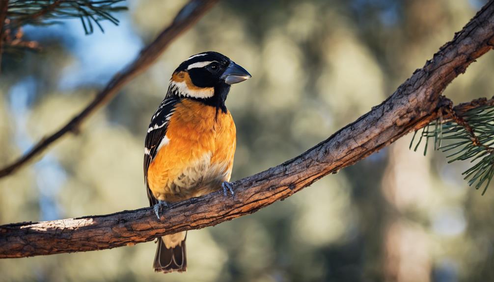 Top 15 Types Of Birds In Big Bear Ca (With Pictures) - Fly Aviary