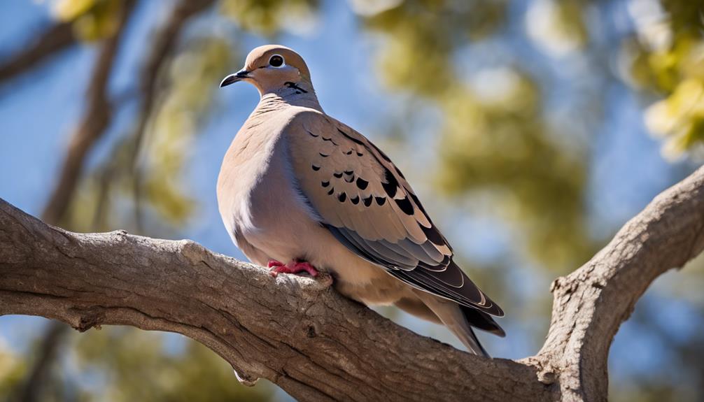 Top 15 Types Of Small Birds In California (With Pictures) - Fly Aviary