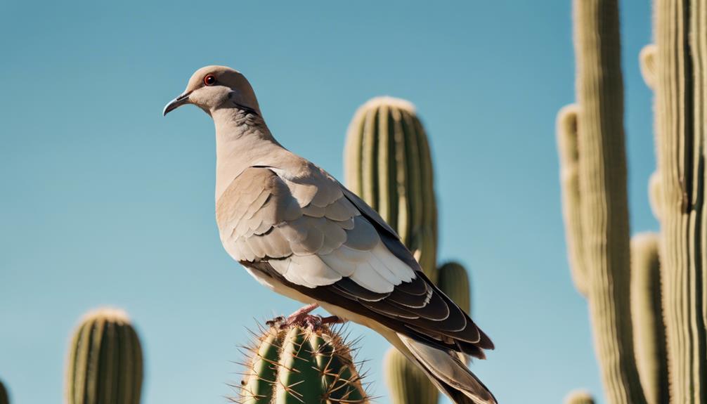 Top 15 Types Of Birds In Phoenix Arizona (With Pictures) - Fly Aviary
