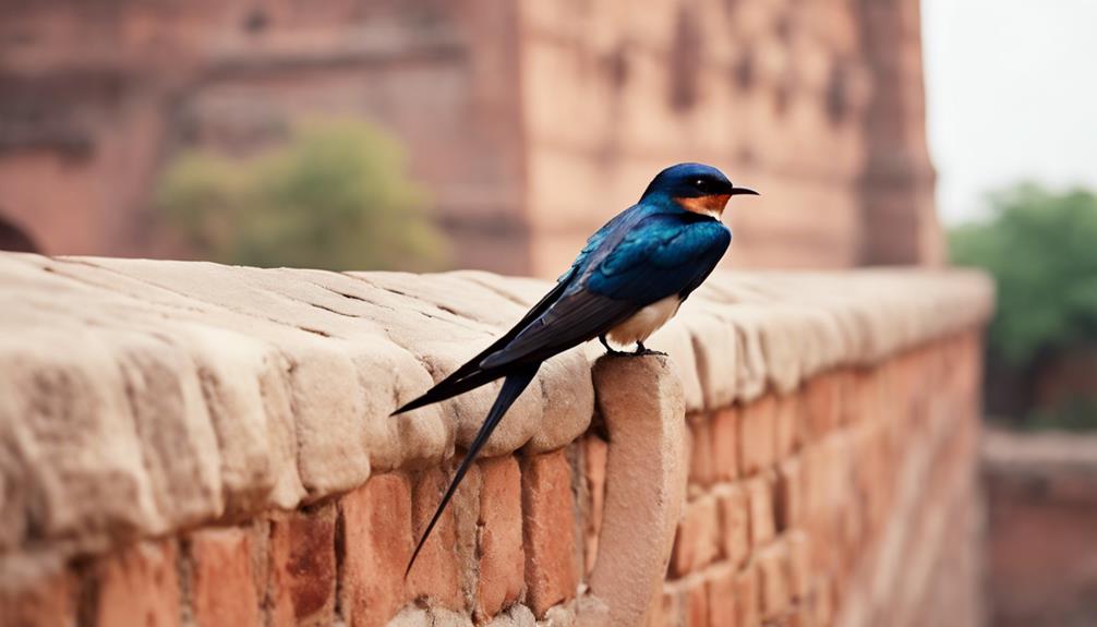 Top 15 Types Of Birds In Jaipur (With Pictures) - Fly Aviary