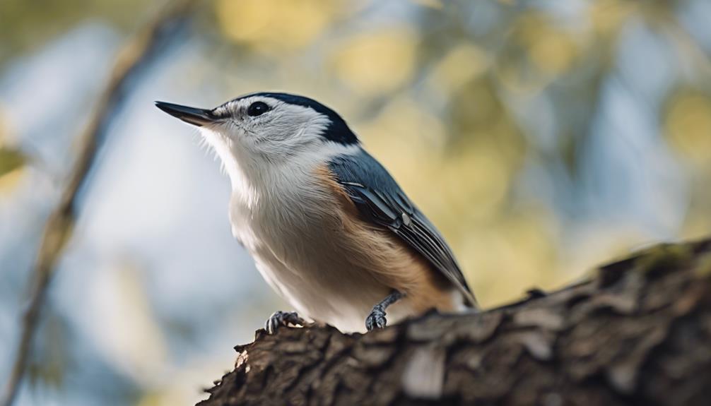 Top 15 Types Of Birds In Arkansas (With Pictures) - Fly Aviary