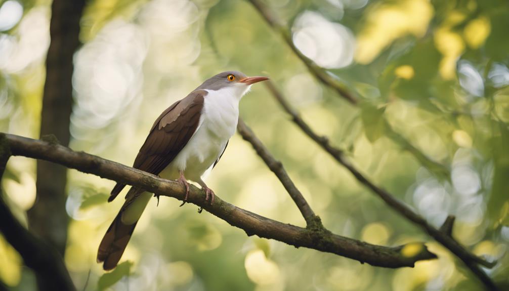 Top 15 Types Of Game Birds In Kentucky (With Pictures) - Fly Aviary