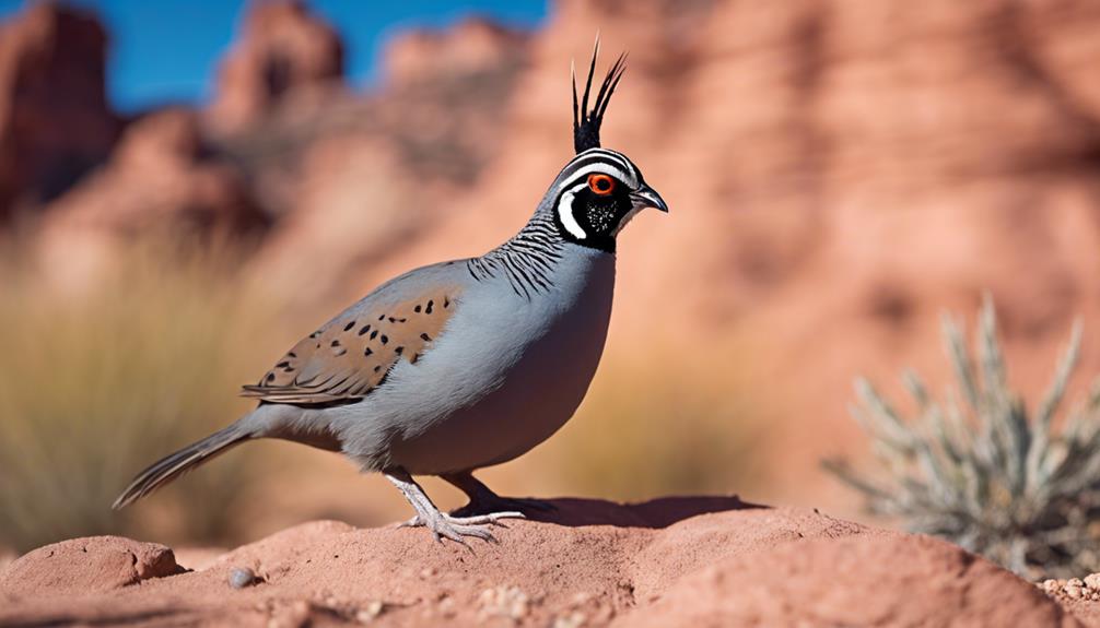 Top 15 Types Of Birds In Arizona (With Pictures) - Fly Aviary