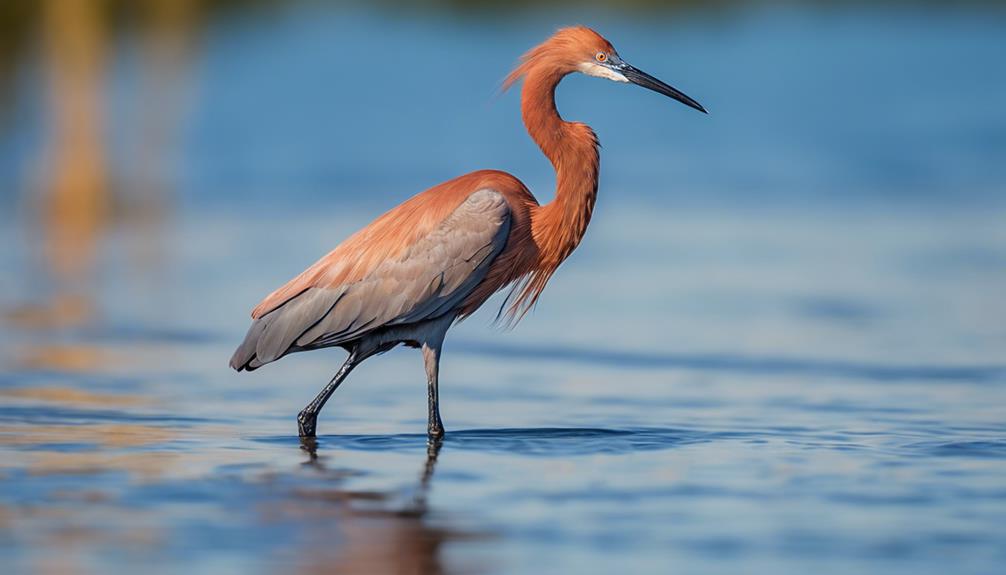 Top 15 Types Of Red Birds In Florida (With Pictures) - Fly Aviary