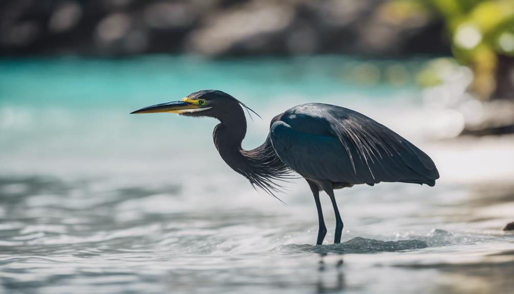 Top 15 Types Of Birds In Fiji (With Pictures) - Fly Aviary