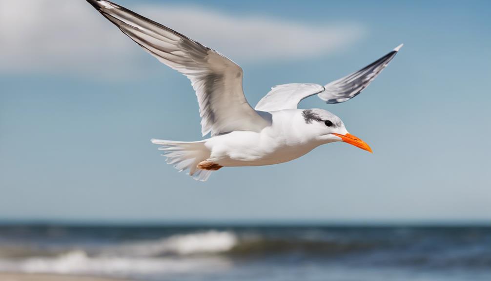 Top 15 Types Of Birds At The Beach (With Pictures) - Fly Aviary