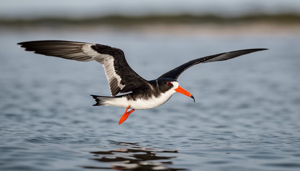 Top 15 Types Of Birds In Galveston (With Pictures) - Fly Aviary