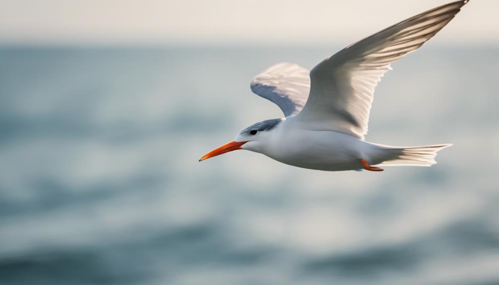 Top 15 Types Of Beach Birds (With Pictures) - Fly Aviary