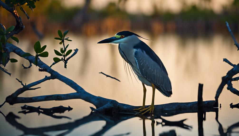 Top 15 Types Of Sea Birds In Florida (With Pictures) - Fly Aviary