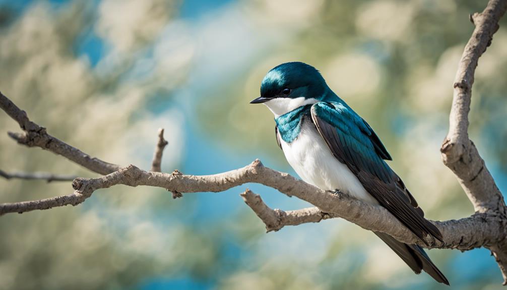 Top 15 Types Of Blue Birds In Colorado (With Pictures) - Fly Aviary