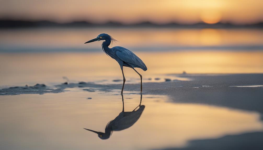 Top 15 Types Of Beach Birds (With Pictures) - Fly Aviary