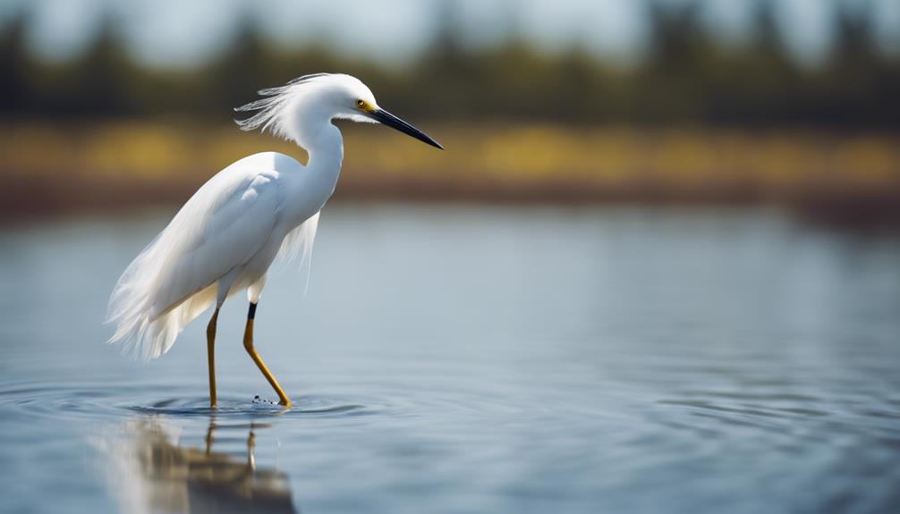 Top 15 Types Of White Birds (With Pictures) - Fly Aviary