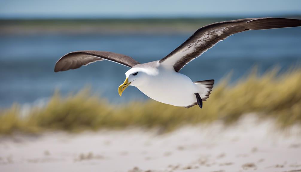 Top 15 Types Of Sea Birds In Delaware (With Pictures) - Fly Aviary