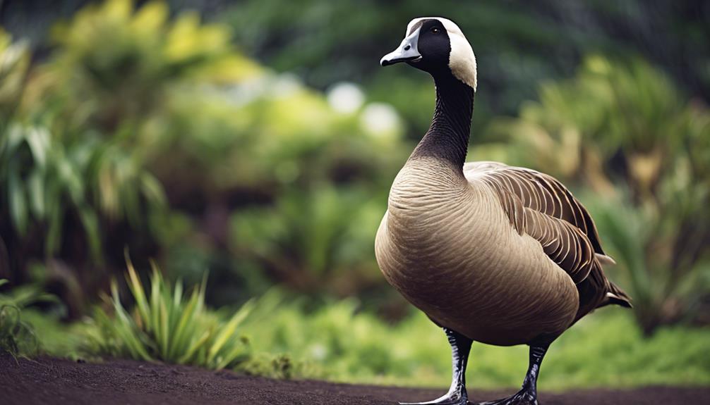 Top 15 Types Of Birds In Hawaii (With Pictures) - Fly Aviary