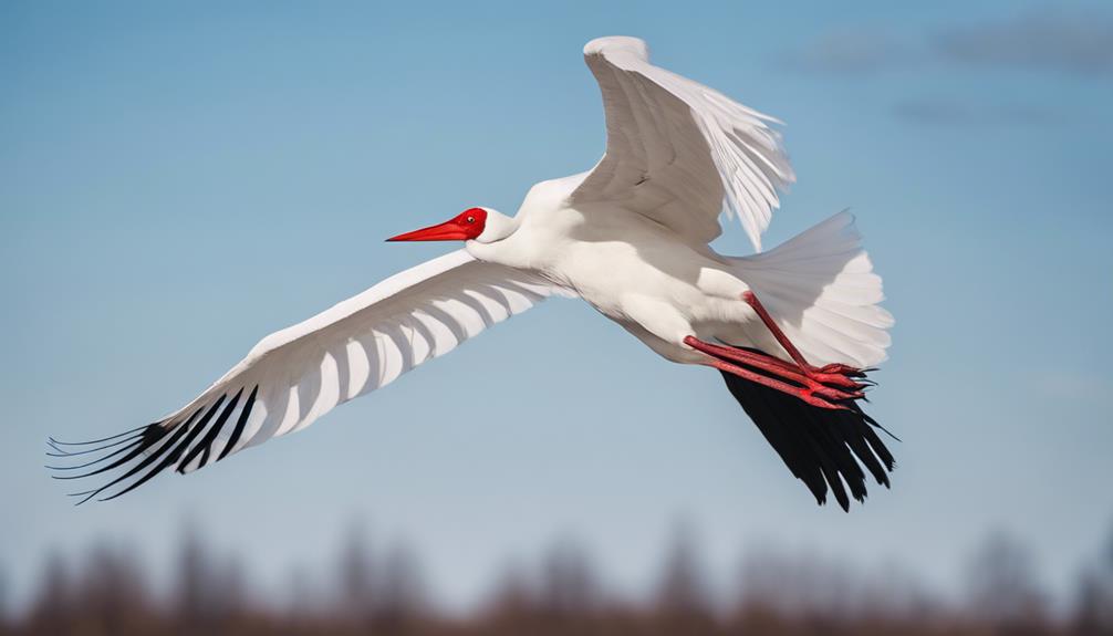 Top 15 Rare Types Of Birds (With Pictures) - Fly Aviary