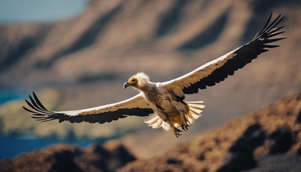 Top 15 Types Of Birds In Lanzarote (With Pictures) - Fly Aviary