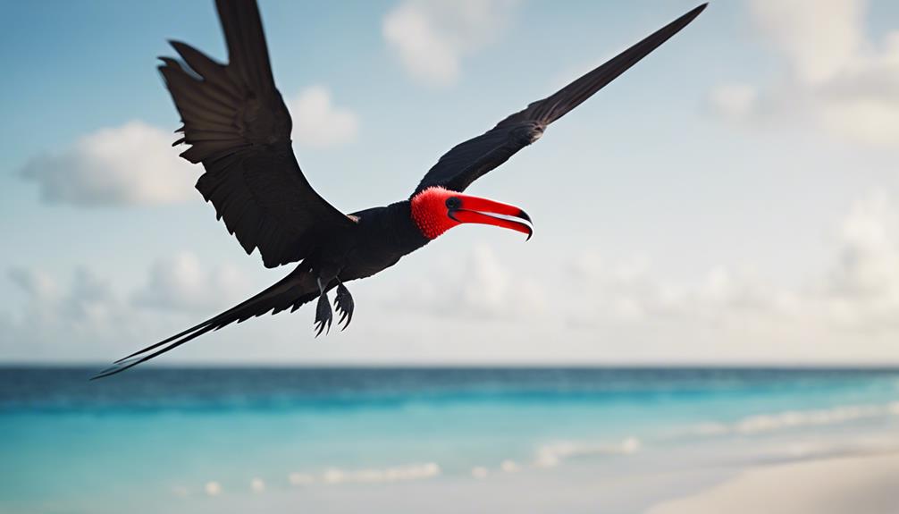 Top 15 Types Of Frigate Birds (With Pictures) - Fly Aviary