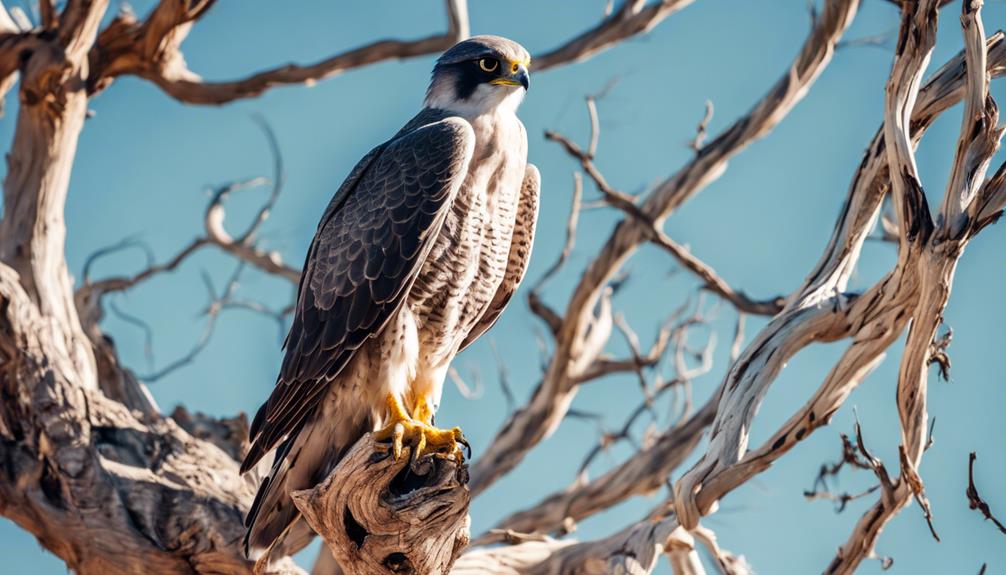 Top 15 Types Of Falcons Birds (With Pictures) - Fly Aviary