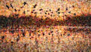 Top 15 Types Of Birds That Flock Together (With Pictures) - Fly Aviary