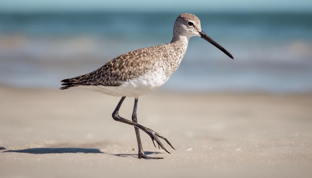 Top 15 Types Of Birds At The Beach (With Pictures) - Fly Aviary