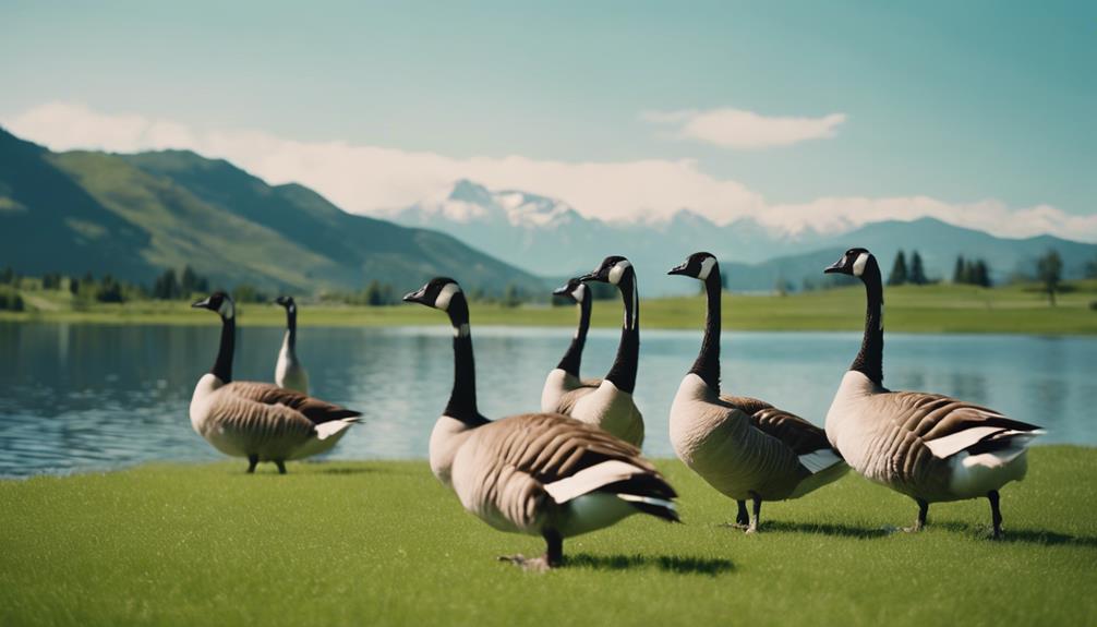 Top 15 Types Of Poultry Birds (With Pictures) - Fly Aviary