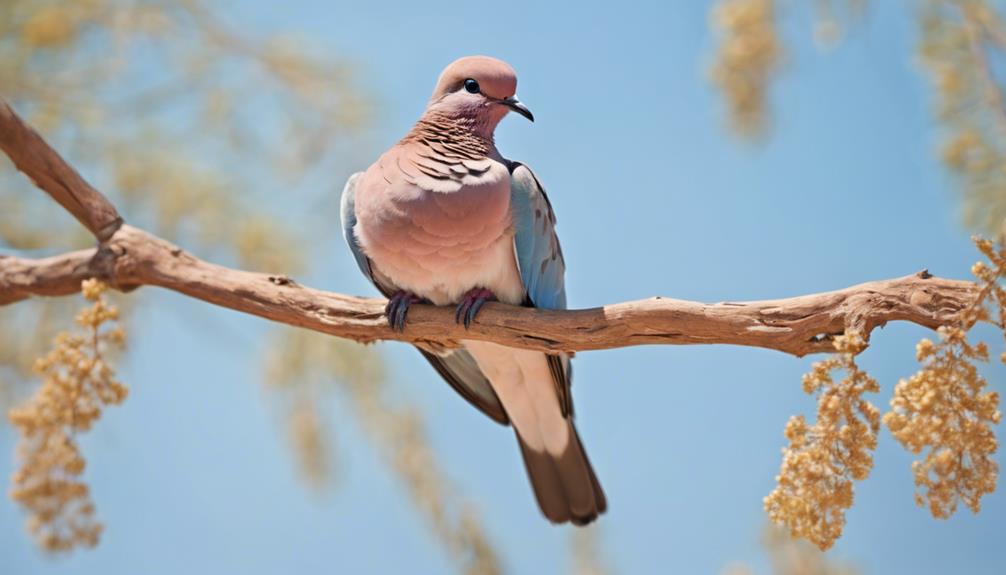 Top 15 Types Of Birds In Egypt (With Pictures) - Fly Aviary