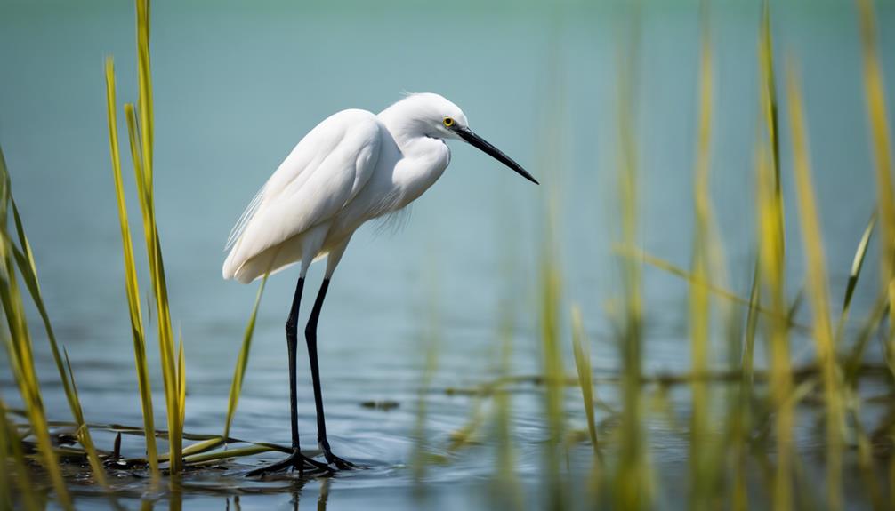 Top 15 Types Of Birds In Japan (With Pictures) - Fly Aviary