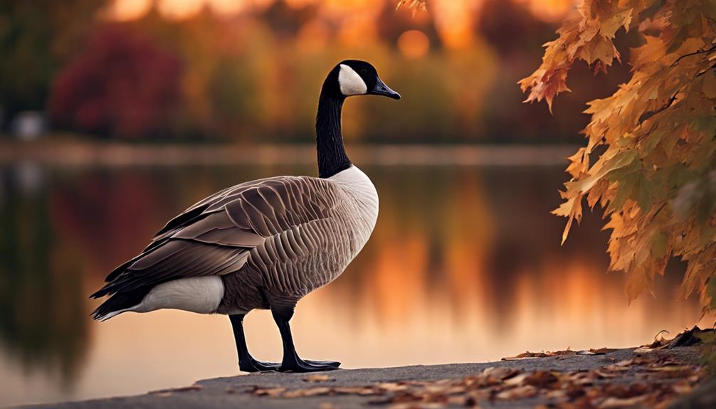 Top 15 Types Of Birds In Ottawa (With Pictures) - Fly Aviary