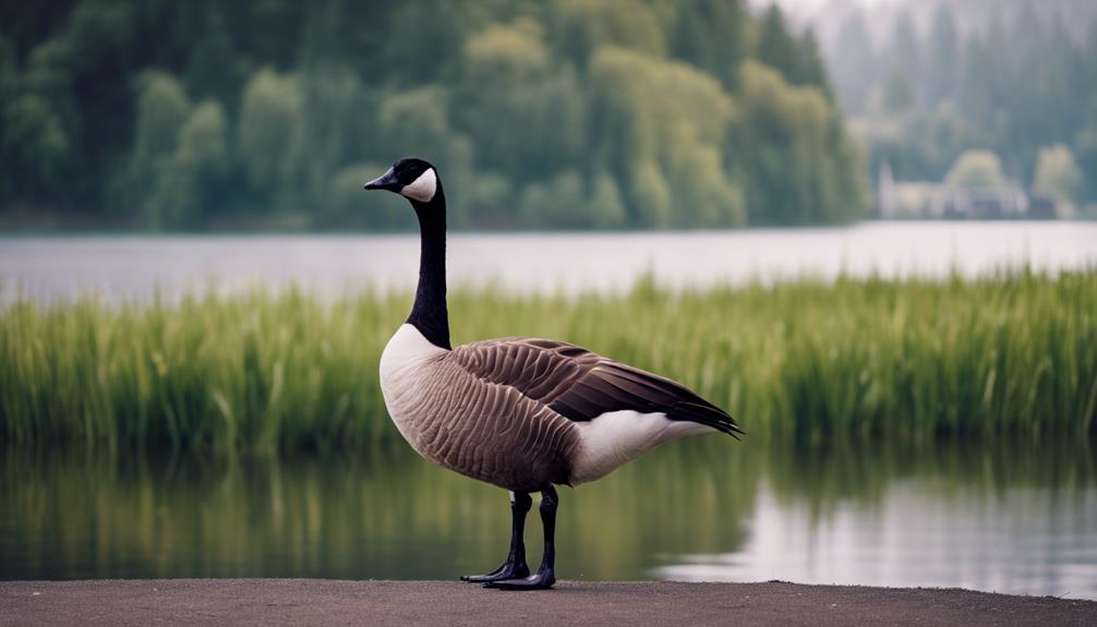 Top 15 Types Of Birds In Portland Oregon (With Pictures) - Fly Aviary