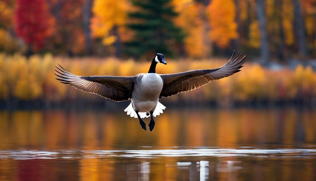 Top 15 Types Of Birds In Northern Ontario (With Pictures) - Fly Aviary