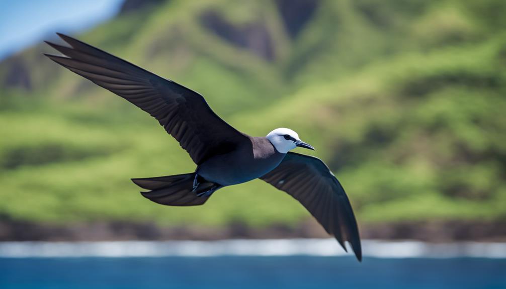 Top 15 Types Of Birds In Kauai (With Pictures) - Fly Aviary