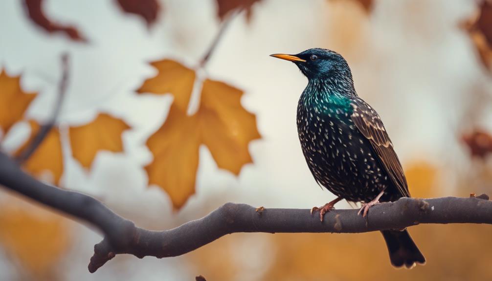 Top 15 Types Of Birds In Toronto (With Pictures) - Fly Aviary