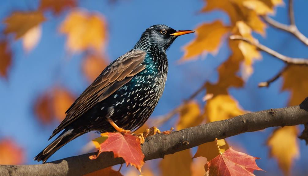 Top 15 Types Of Birds In Upstate New York (With Pictures) - Fly Aviary