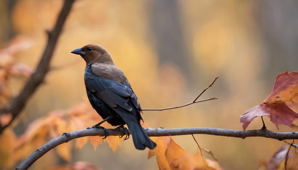Top 15 Types Of Black Birds In Pennsylvania (With Pictures) - Fly Aviary