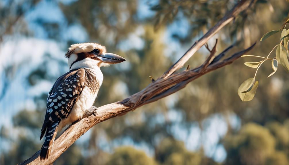 Top 15 Types Of Birds In Victoria (With Pictures) - Fly Aviary