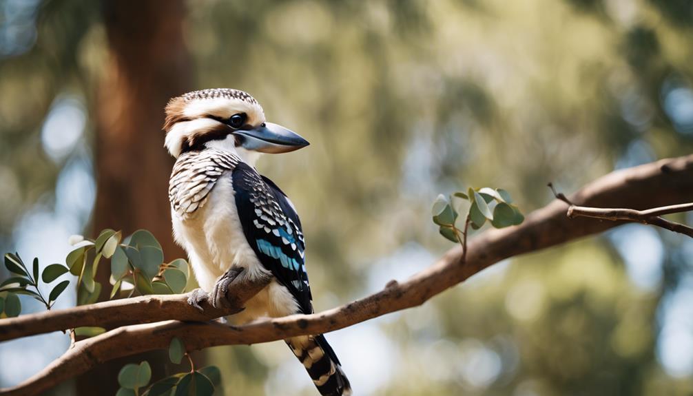 Top 15 Types Of Birds In Queensland (With Pictures) - Fly Aviary