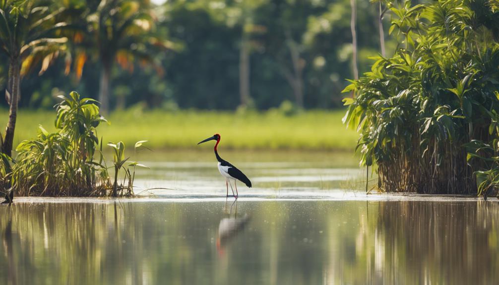 Top 15 Types Of Birds In Belize (With Pictures) - Fly Aviary