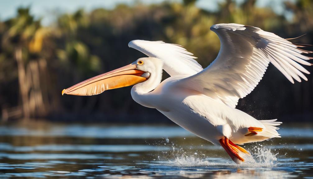 Top 15 Types Of Water Birds In Florida (With Pictures) - Fly Aviary